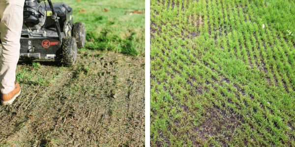 Seeding Aftercare Step-by-Step Instructions