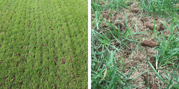 Seeding Aftercare Step-by-Step Instructions
