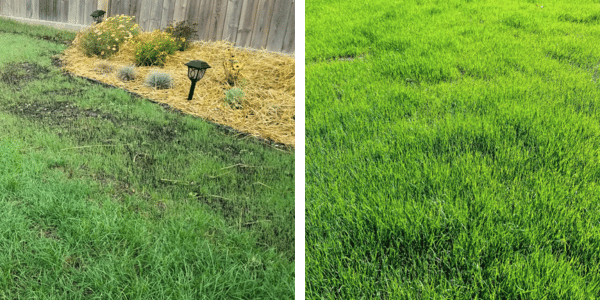 Seeding Aftercare Step-by-Step Instructions