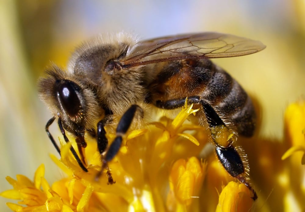 Is Lawn Care Safe for Bees?: How we Protect Pollinators
