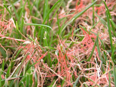 Lawn Disease: Your Guide to Red Thread