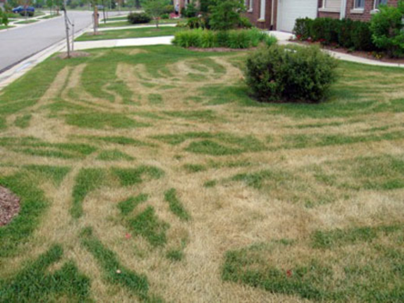 Beat the Heat: How To Maintain Your Lawn In The Summer