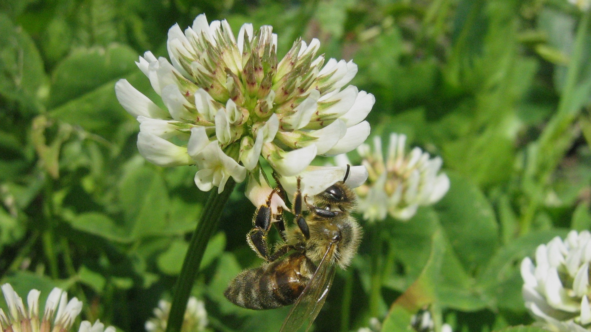 Is Lawn Care Safe for Bees?: How we Protect Pollinators