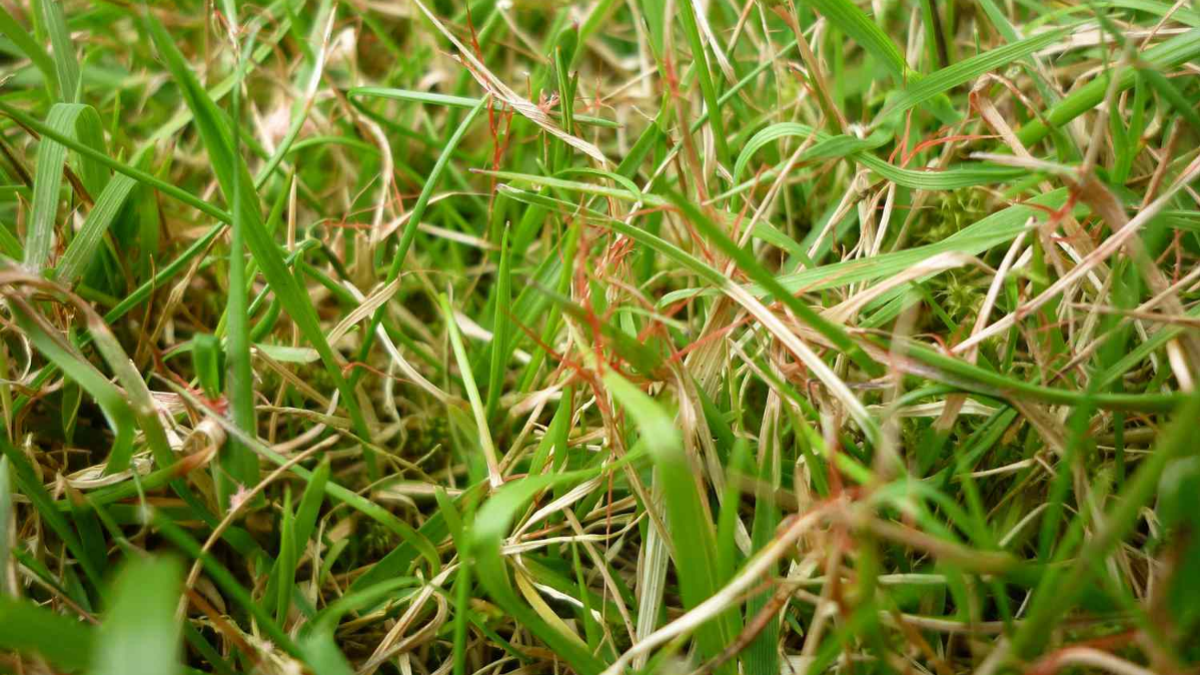 Lawn Disease: Your Guide to Red Thread