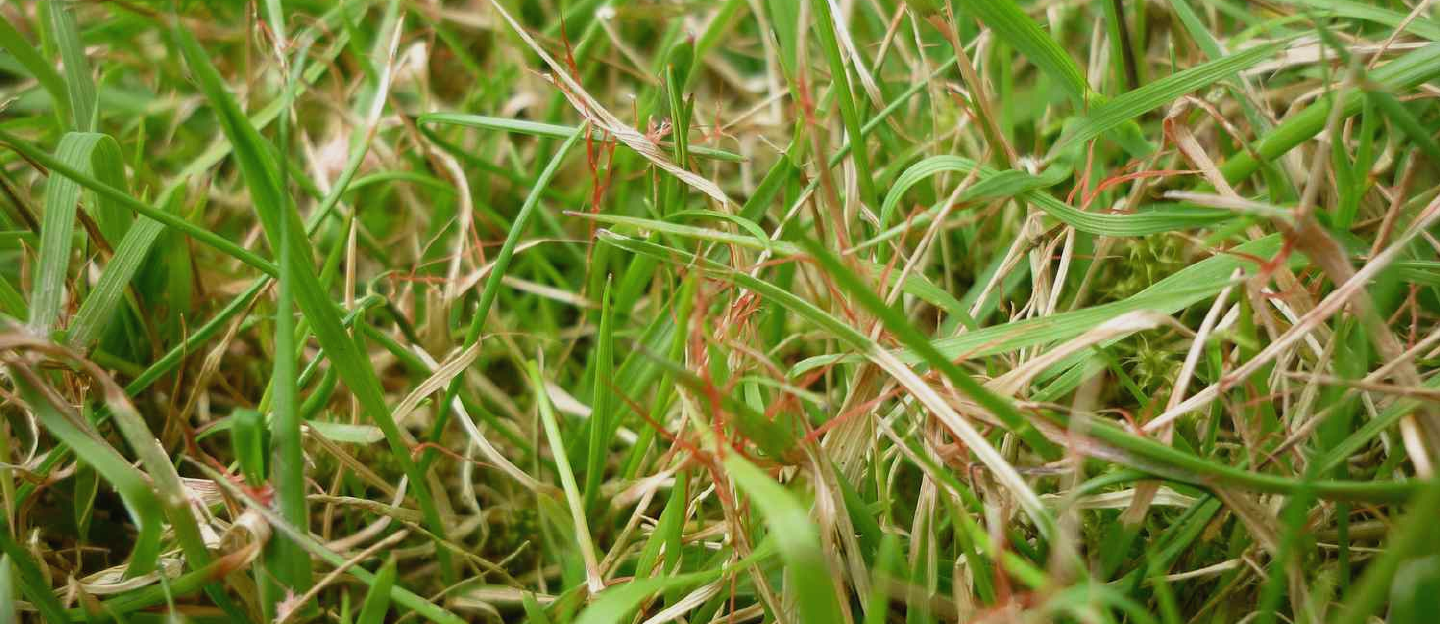 Lawn Disease: Your Guide to Red Thread