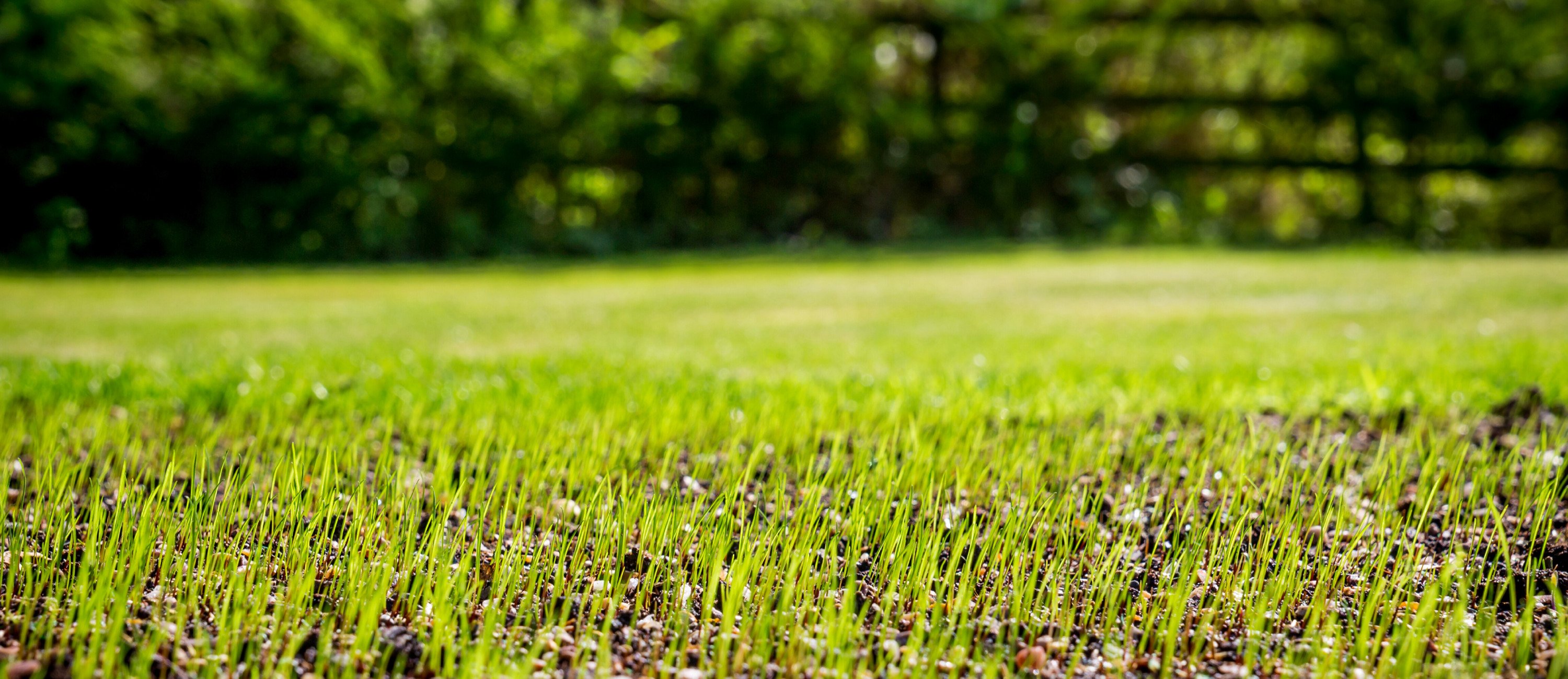 Seeding Preparation and Aftercare Essentials for a Lush Lawn